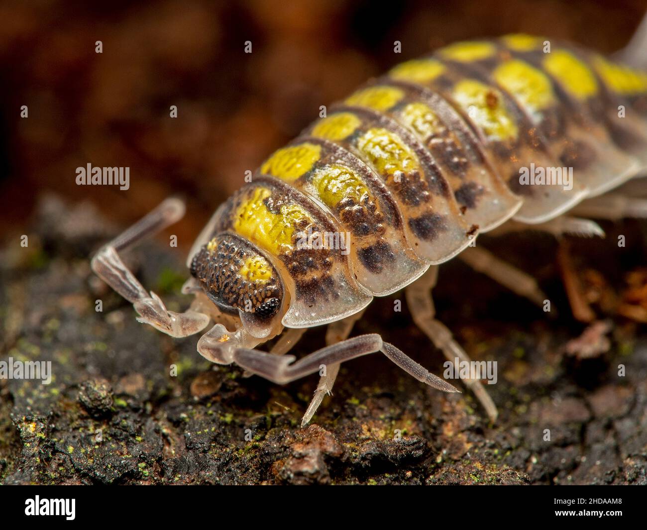 Sow bug hi-res stock photography and images - Alamy