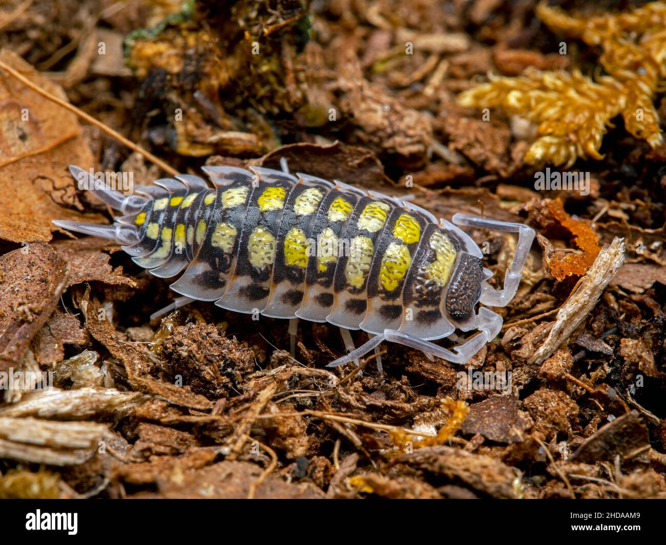 Sow bug hi-res stock photography and images - Alamy
