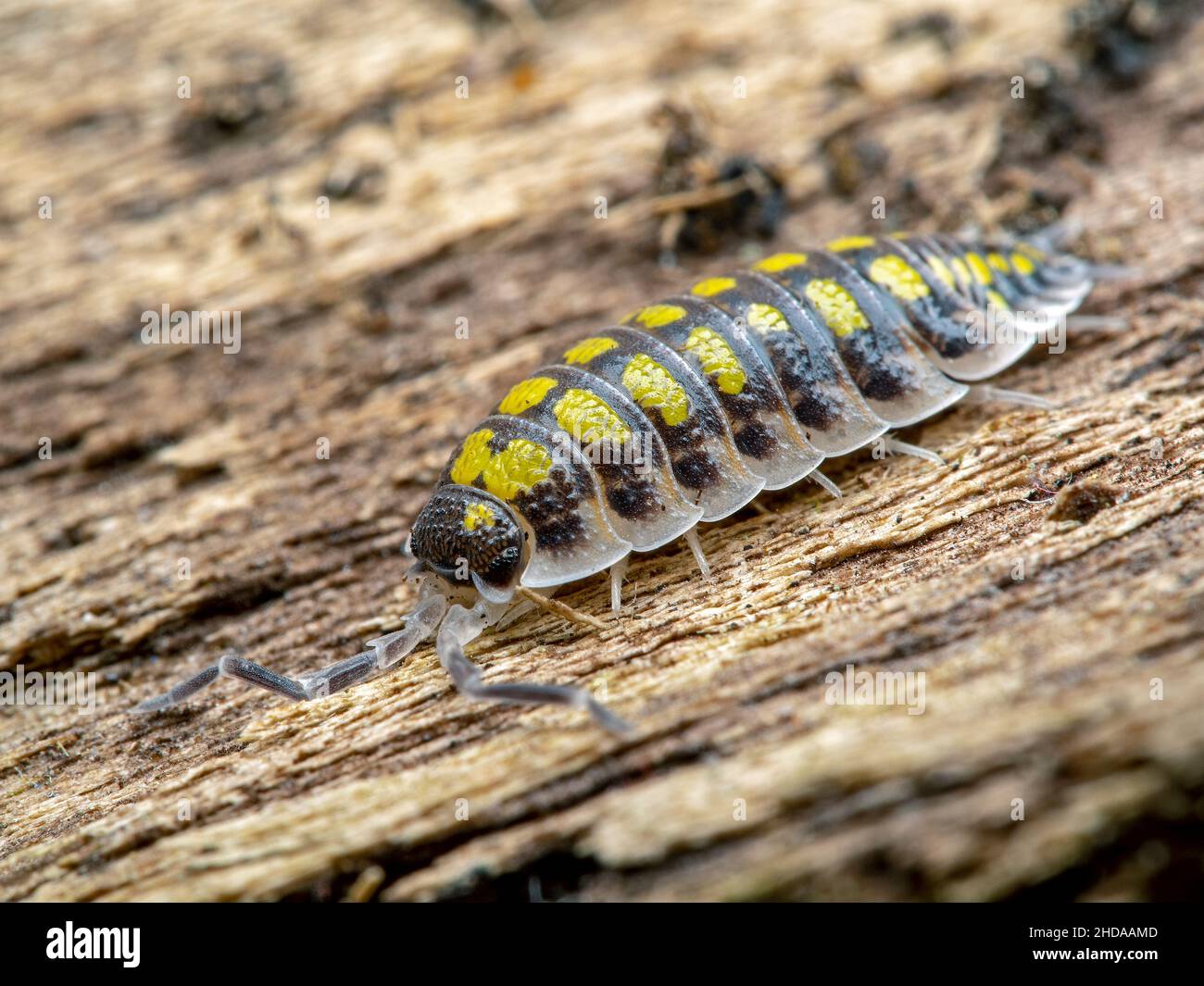 Porcellio haasi hi-res stock photography and images - Alamy