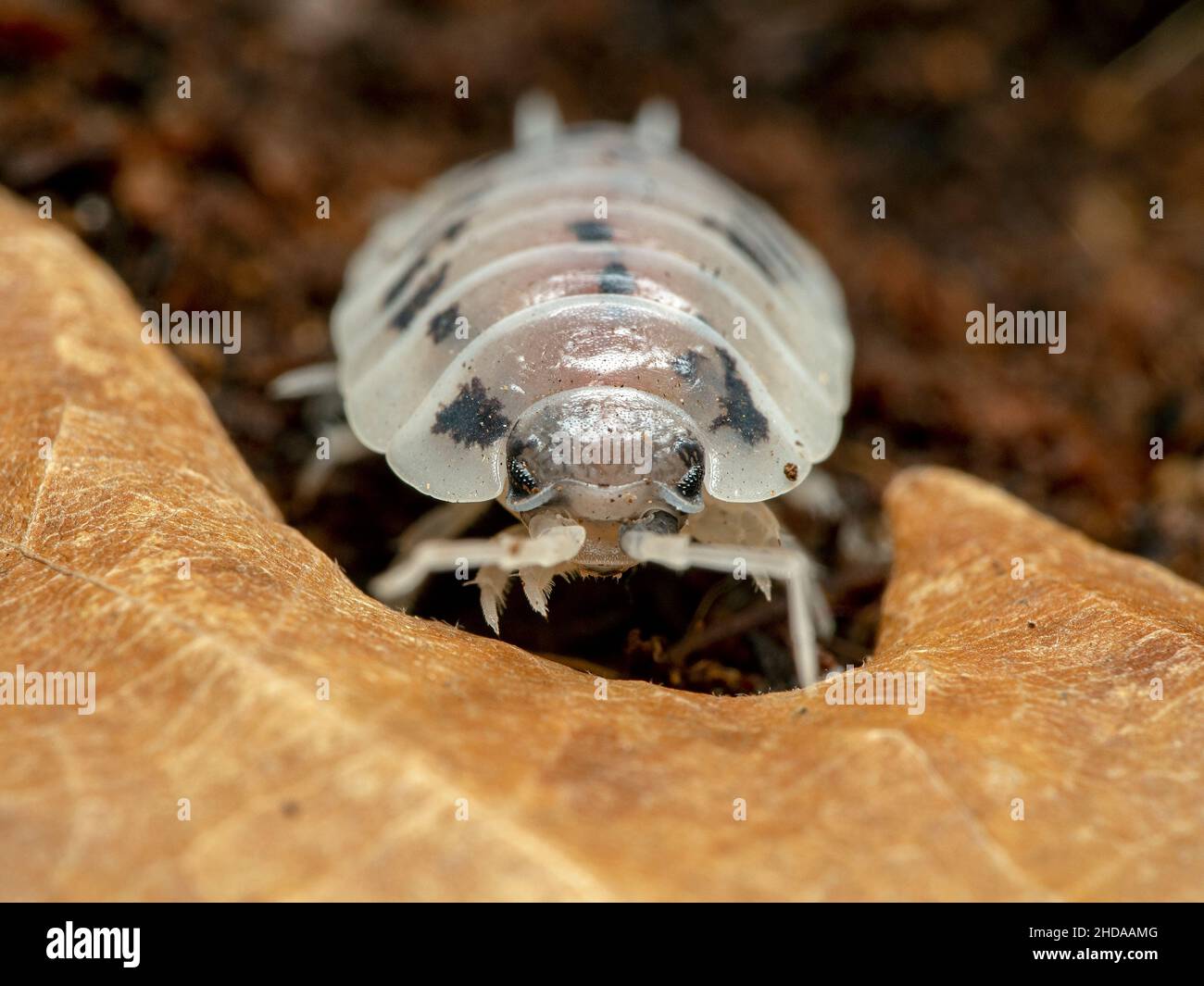 front view of a sow bug, Porcellio laevis, 'dairy cow', cECP 2018 Stock ...