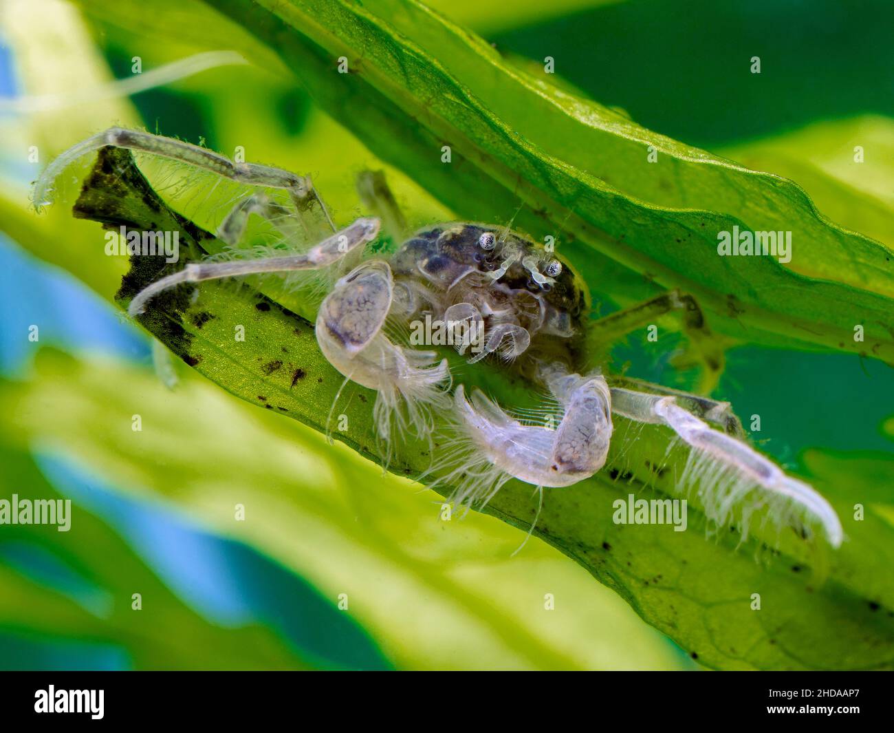 front view of a Thai micro crab, Limnopilos naiyanetri, cECP 2013 Stock ...