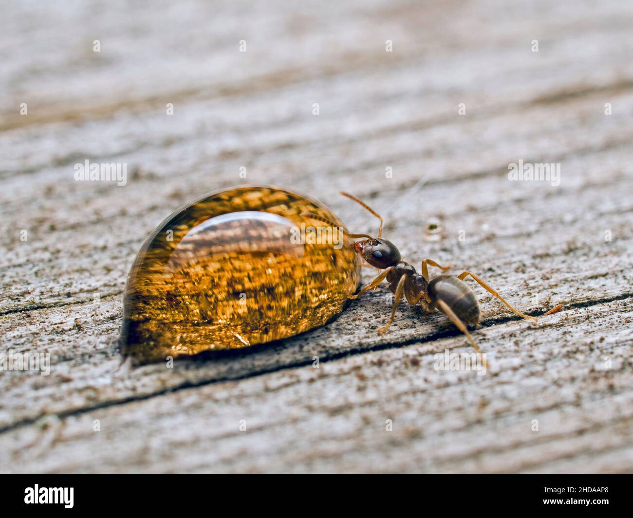 small wood ant, Formica species, drinking syrup, cECP 2013 Stock Photo ...