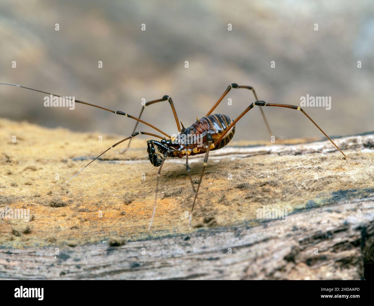 Spikey Legs High Resolution Stock Photography and Images - Alamy