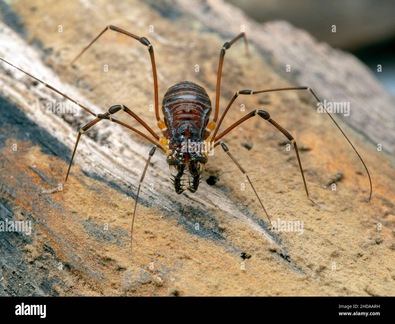 Thailand harvestman, Kilungius species, crawling on bark, cECP 2019 ...