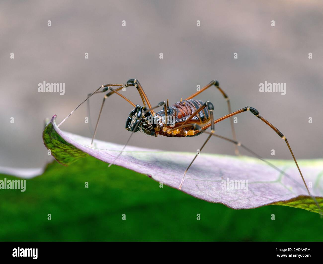 Thai harvestman, Kilungius species, on a leaf cECP 2019 Stock Photo - Alamy