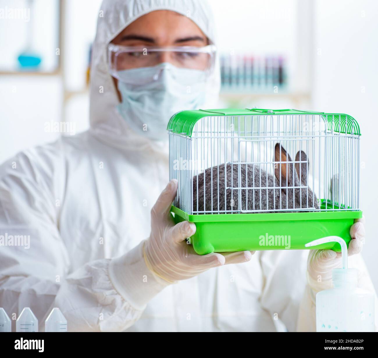 The scientist doing testing on animals rabbit Stock Photo - Alamy