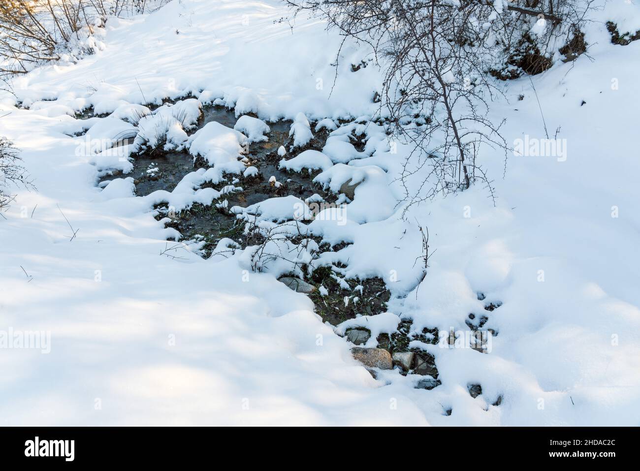 Virgin snow in forest hi-res stock photography and images - Alamy