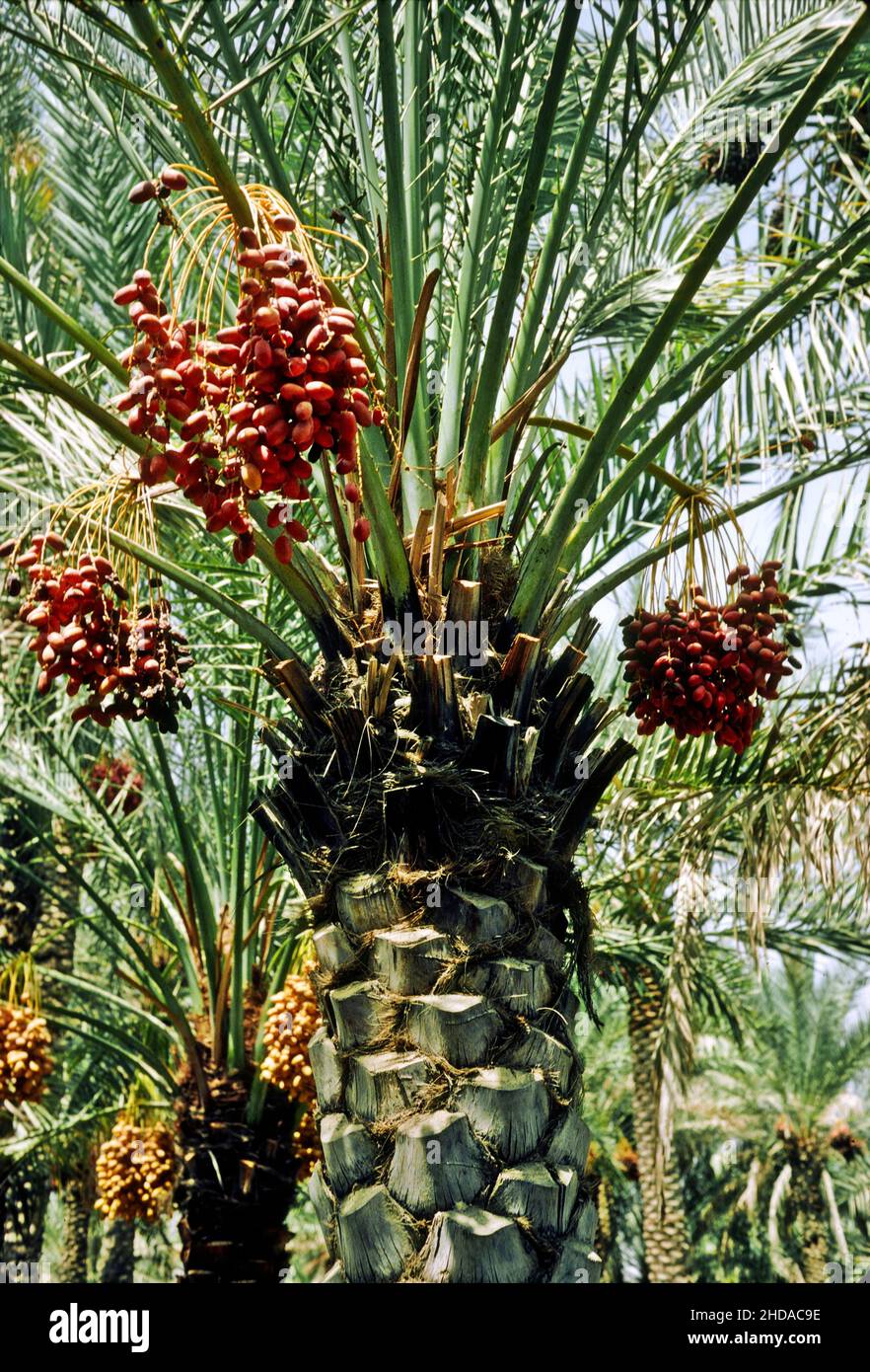 Date palms flourishing in an oasis in the northern Emirates of the UAE ...