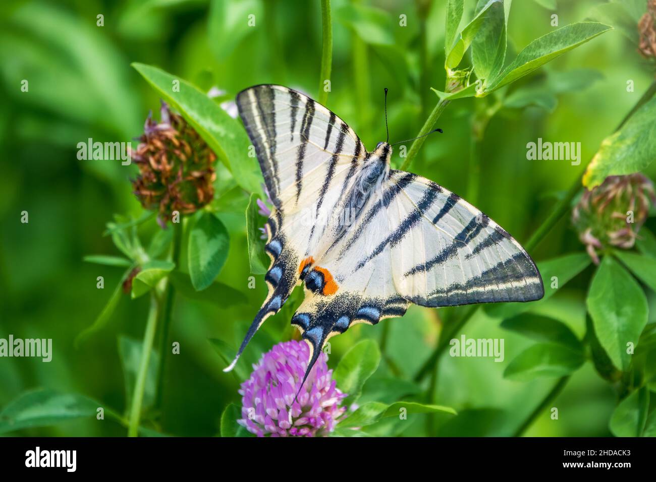 Beautiful Butterfly Scarce Swallowtail, Sail Swallowtail, Pear-tree ...