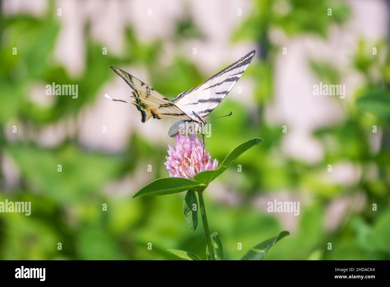 Beautiful Butterfly Scarce Swallowtail, Sail Swallowtail, Pear-tree ...