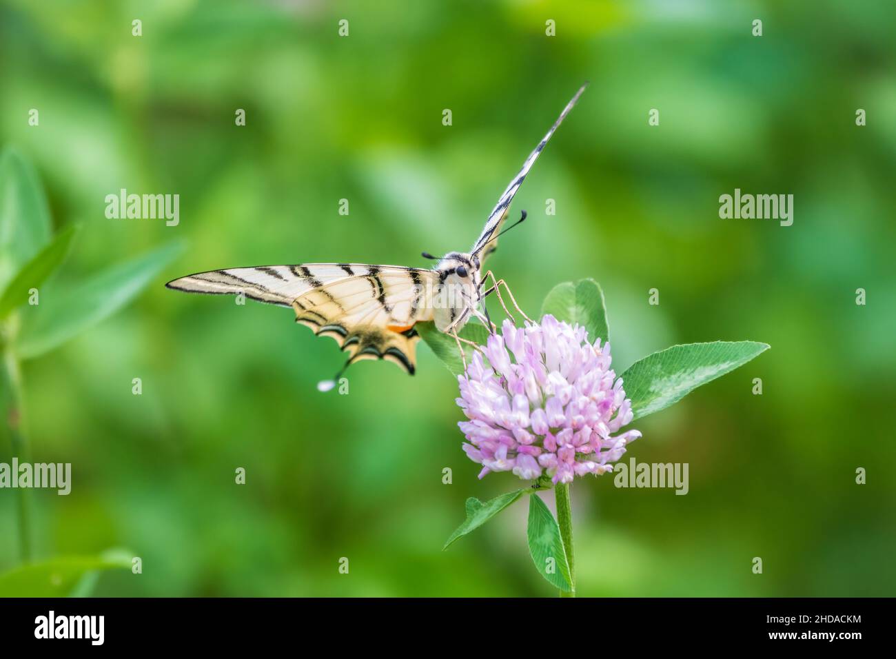 Beautiful Butterfly Scarce Swallowtail, Sail Swallowtail, Pear-tree ...