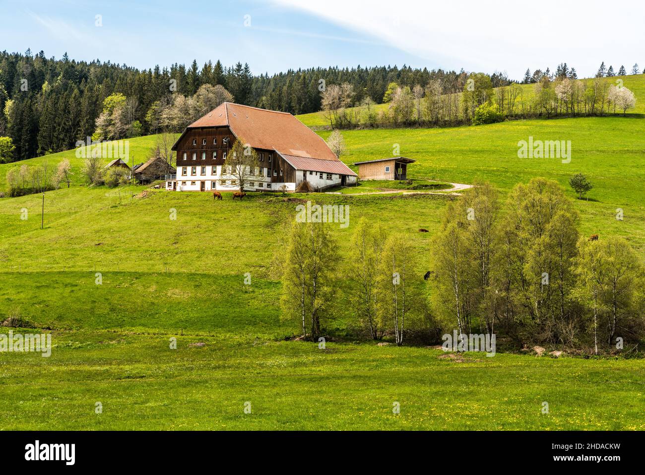 Traditional Black Forest farm house in hilly landscape, surrounded by a ...