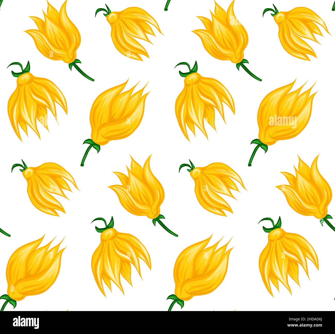 Vector seamless pattern with bud of tropical flowers ylang ylang on ...