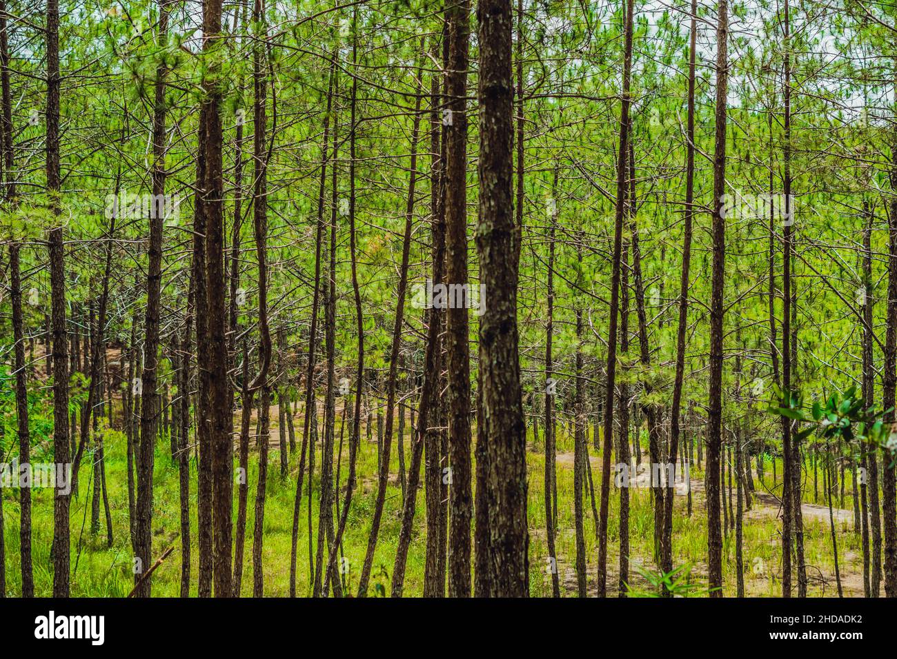 Real nature life style background light green yellow color coniferous ...