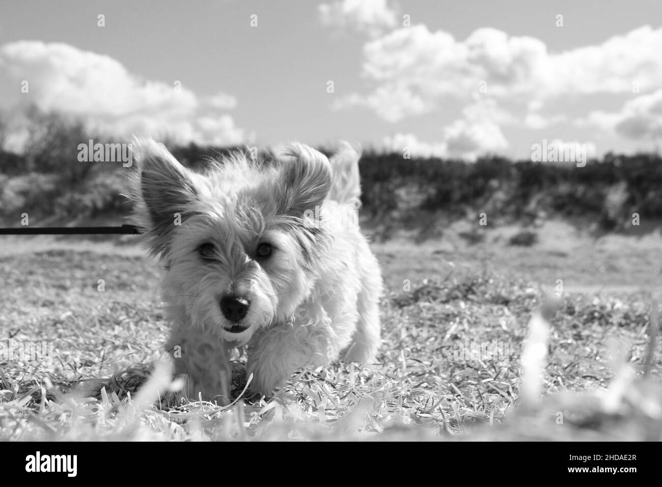Scruffy dog hi-res stock photography and images - Alamy