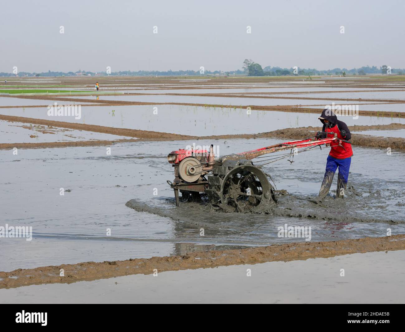 Asian farmer is plowing field with tractor before planting season Stock ...
