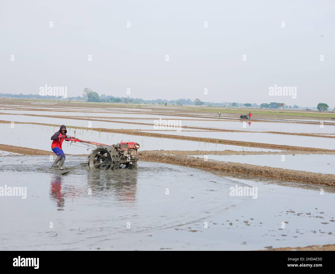 Asian farmer is plowing field with tractor before planting season Stock ...