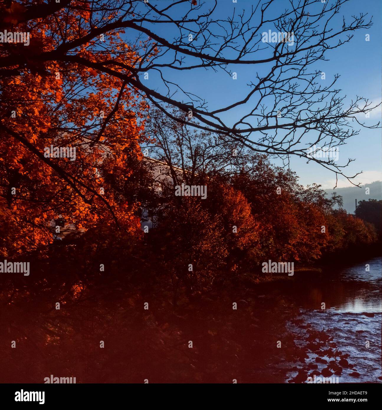 Colorful autumn trees and leaves in Zurich on the Sihl river Stock ...