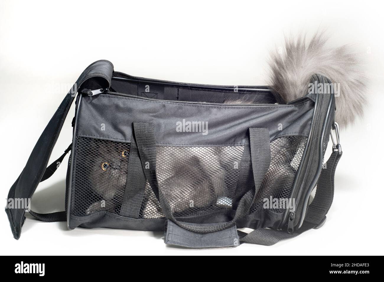 Cute fluffy grey cat hiding in a mesh carrier with his tail sticking ...
