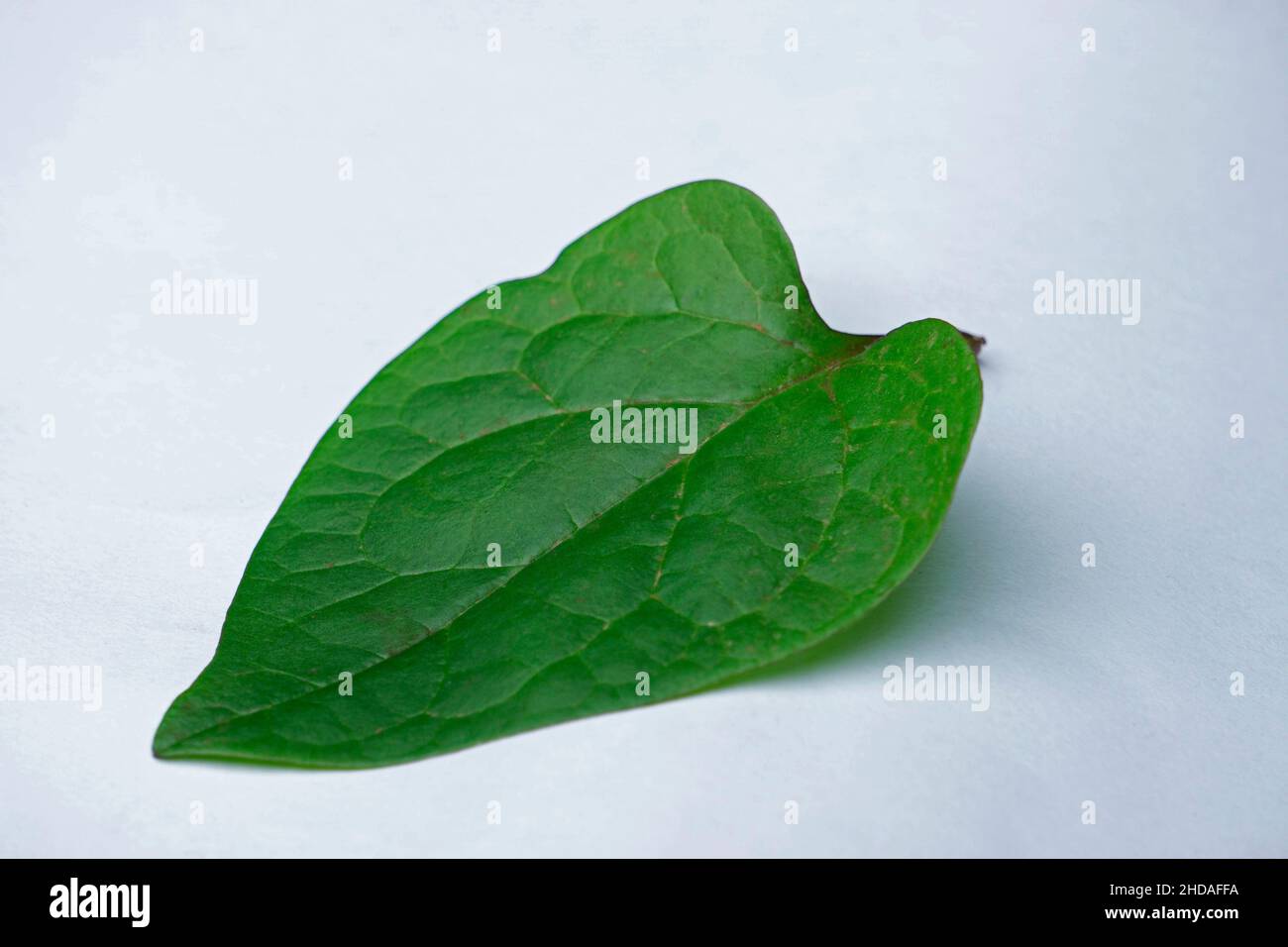 Ayurvedic leaf of Malabar spinac or mayalu, Basella alba for piles ...