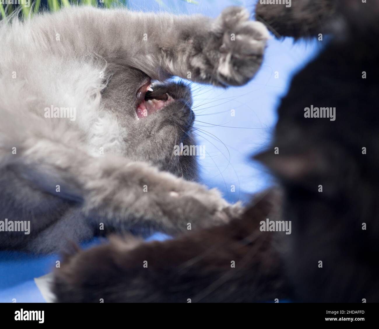 Funny close up of two cats play fighting, one on his back with his ...