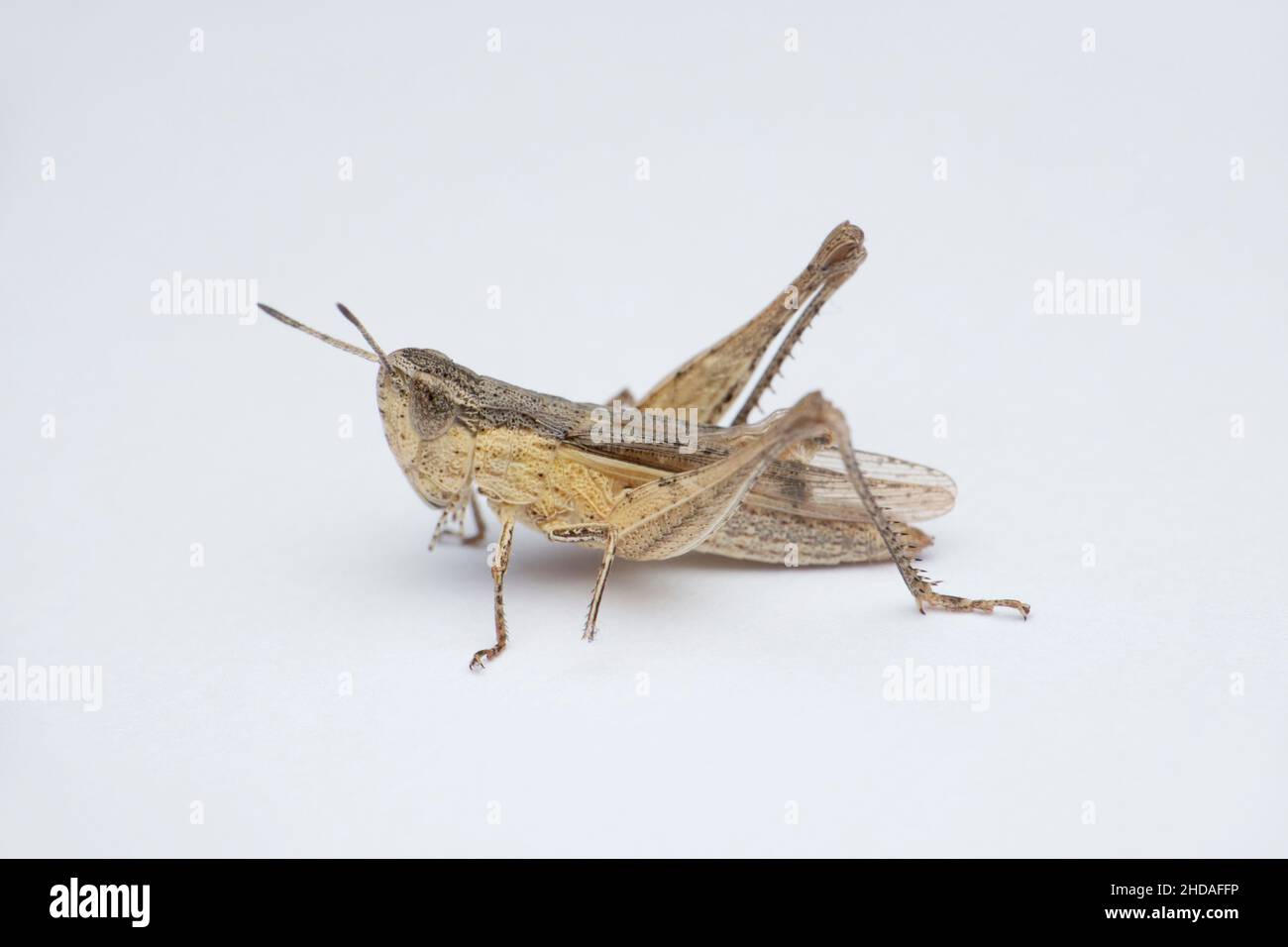 Grey grasshopper in white background, Satara, Maharashtra, India Stock ...