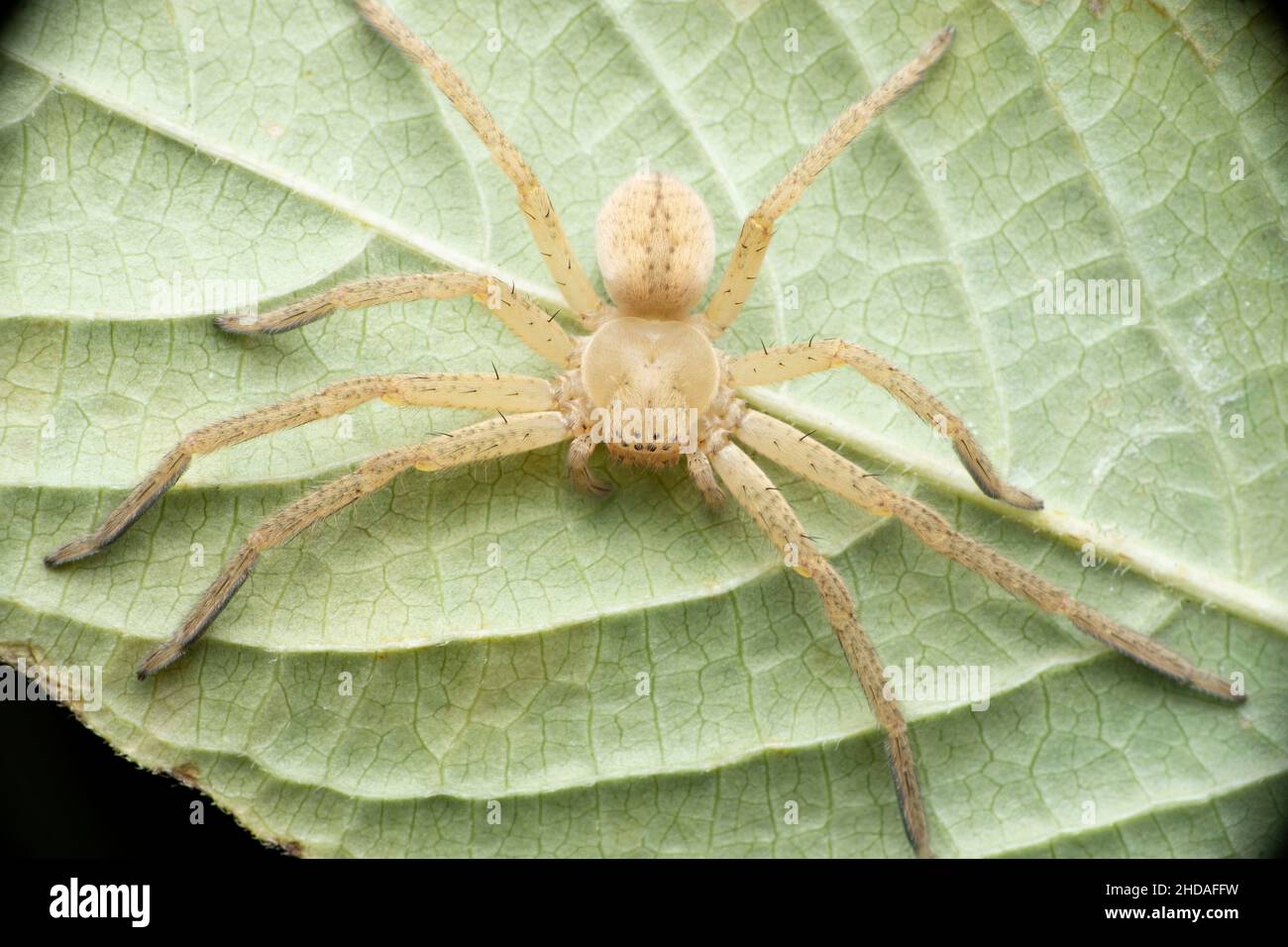 Olios species hi-res stock photography and images - Alamy