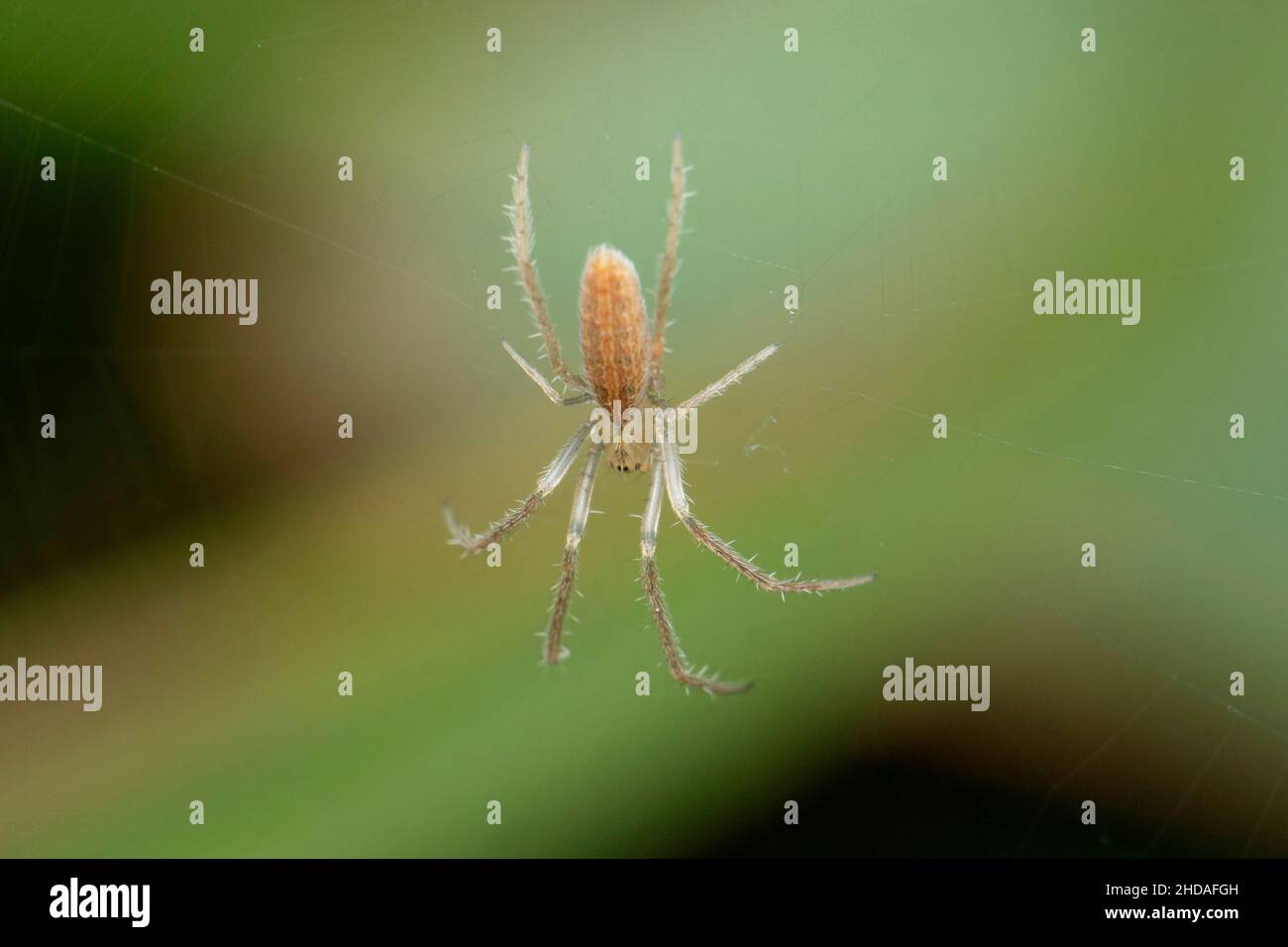Indian rice spider, Larinia species, Satara, Maharashtra, India Stock ...