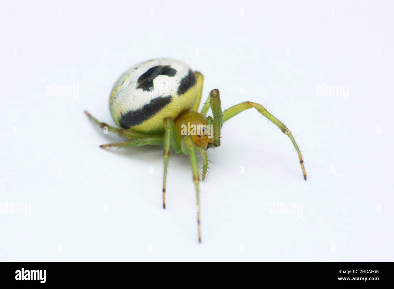 Kideney guarden spider, Araneus mitificus, Satara, Maharashtra, India ...