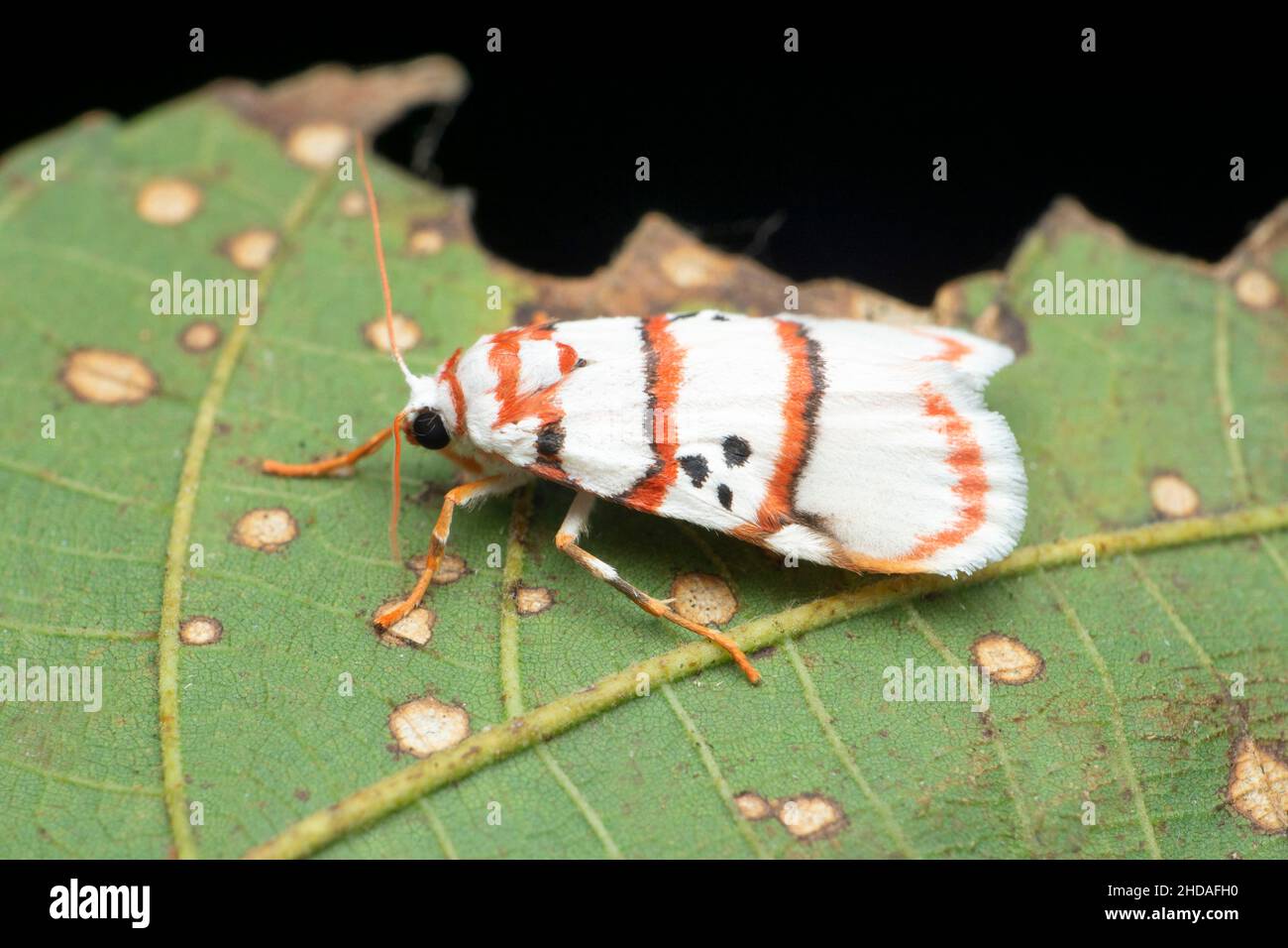 Red striped tiger moth species, Satara, Maharashtra, India Stock Photo ...