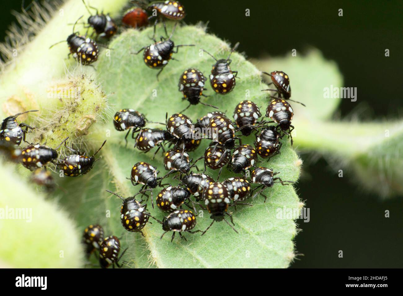 Fresh hatched bug species, Satara, Maharashtra, India Stock Photo - Alamy