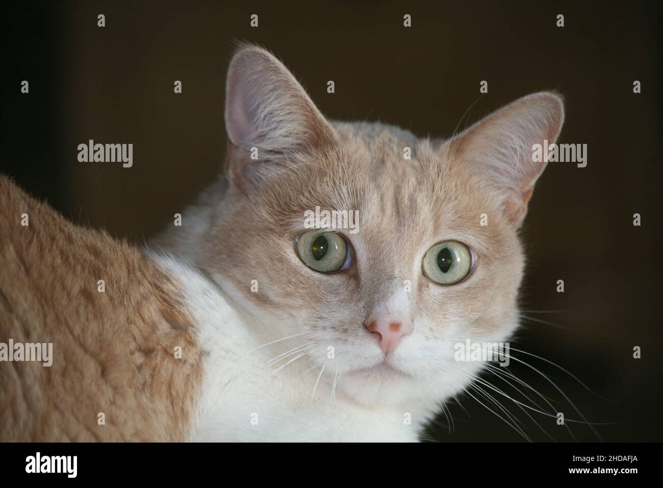 Startled expression hi-res stock photography and images - Alamy