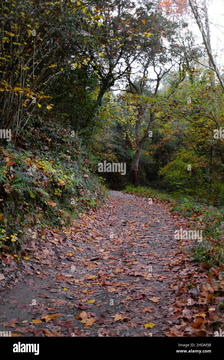 Outdoor gravel path on an autumn landscape forest scene Stock Photo - Alamy