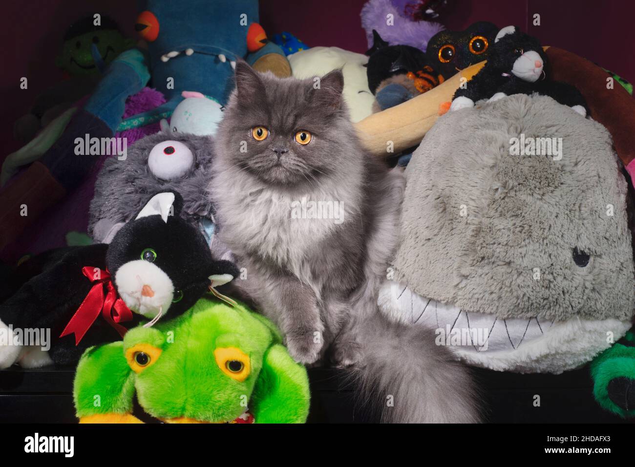 Cute stuffies hi-res stock photography and images - Alamy