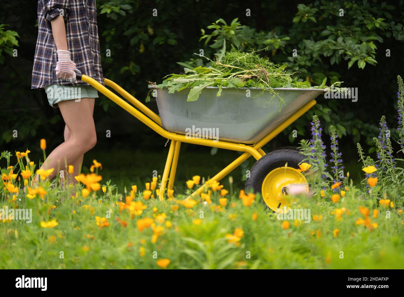 Jewish Wheelbarrow Walk