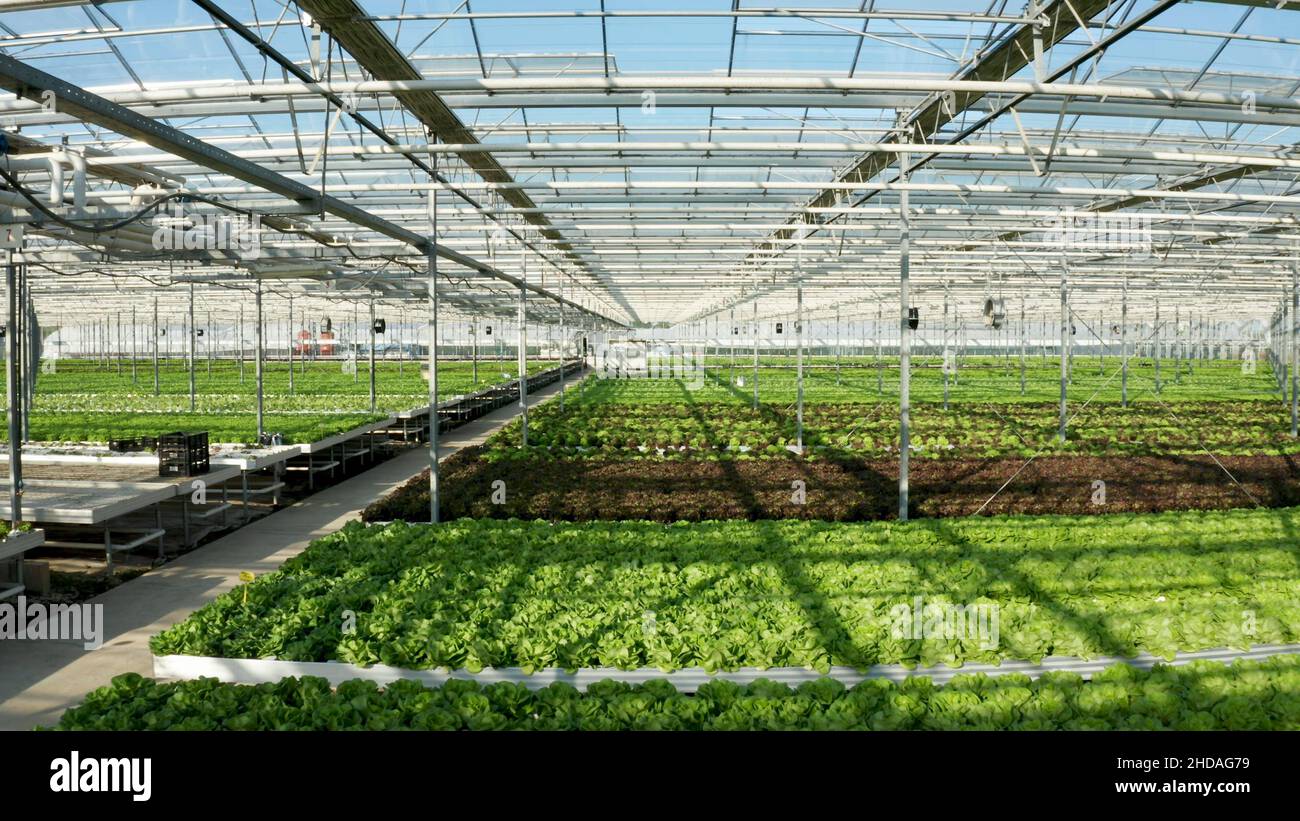 Empty greenhouse with nobody in it having cultivated green fresh salads ...