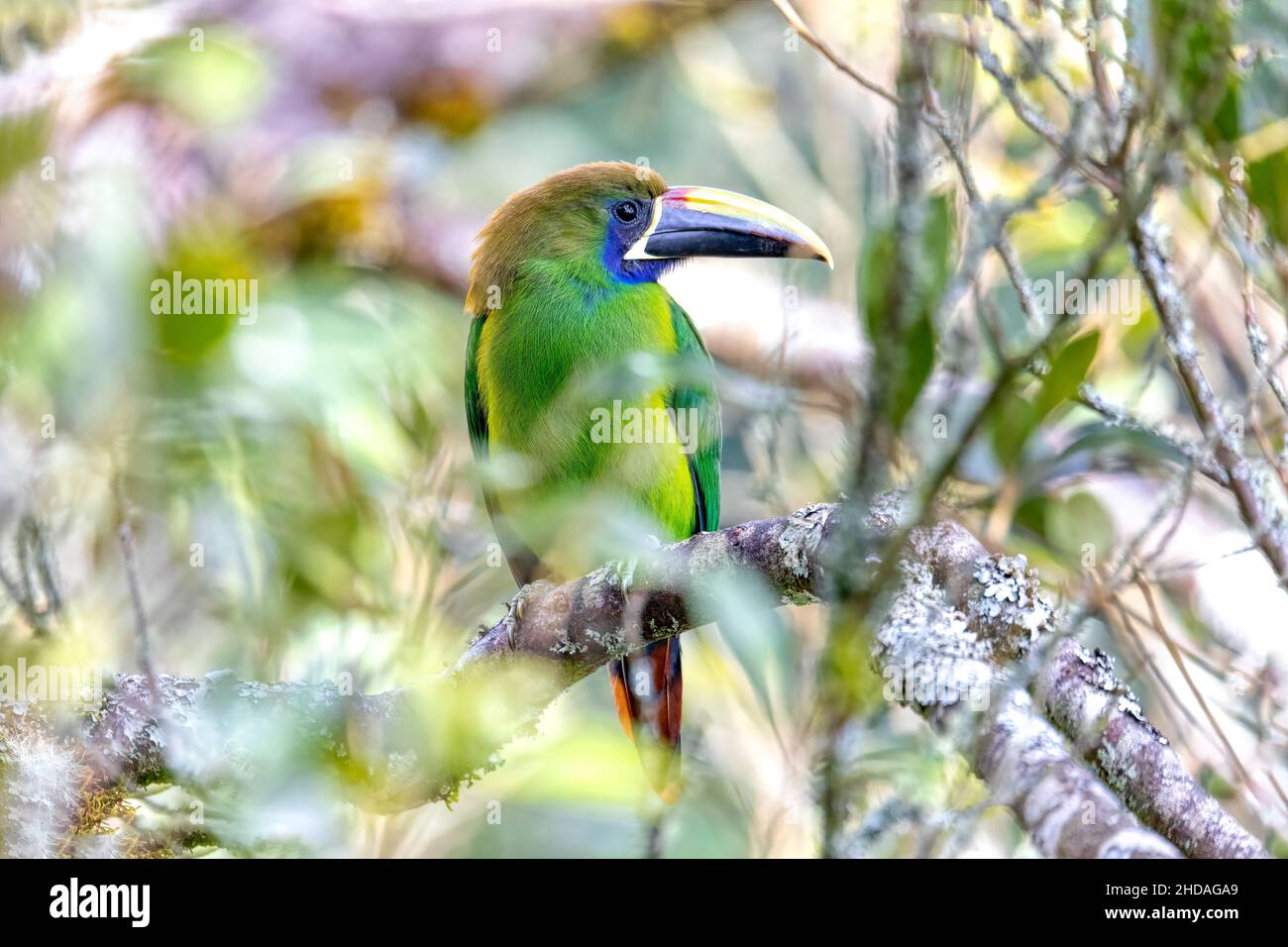 Emerald toucanet (Aulacorhynchus prasinus), small toucan. Beautiful ...