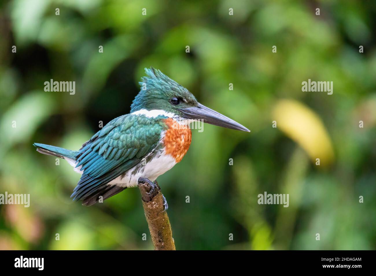 Amazon Kingfisher (Chloroceryle amazona) sitting on a branch with ...