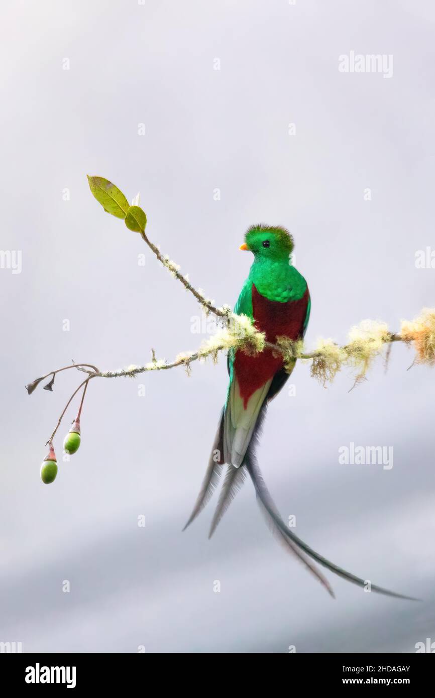 Resplendent quetzal (Pharomachrus mocinno), Guatemalan national bird ...