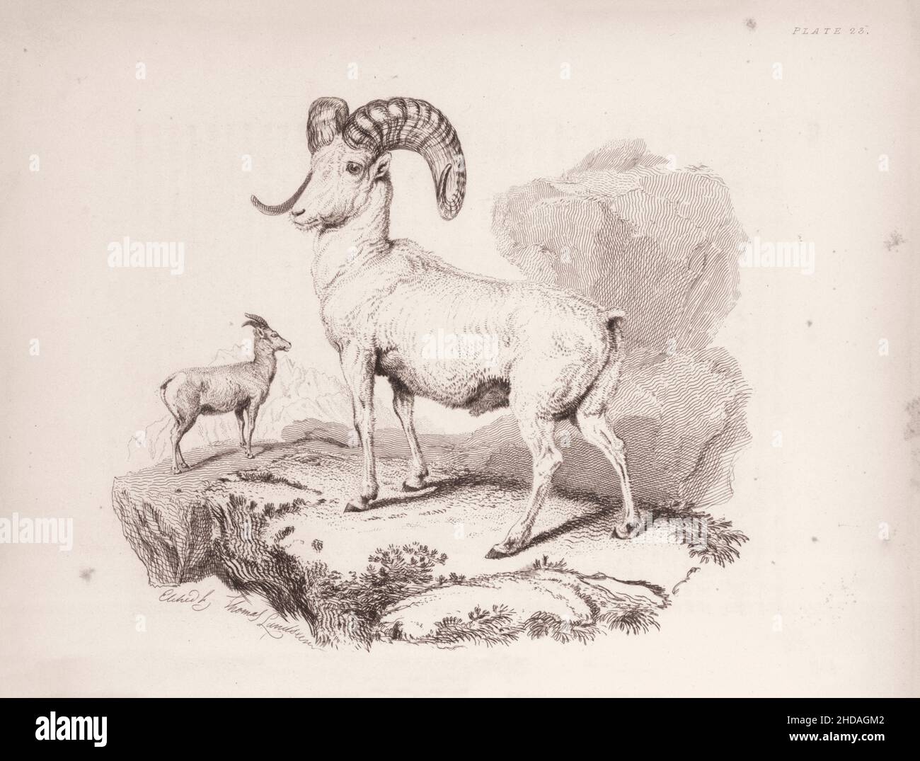 Vintage (drawing) etching of The RockyMountain Sheep. Ovis Montana ...
