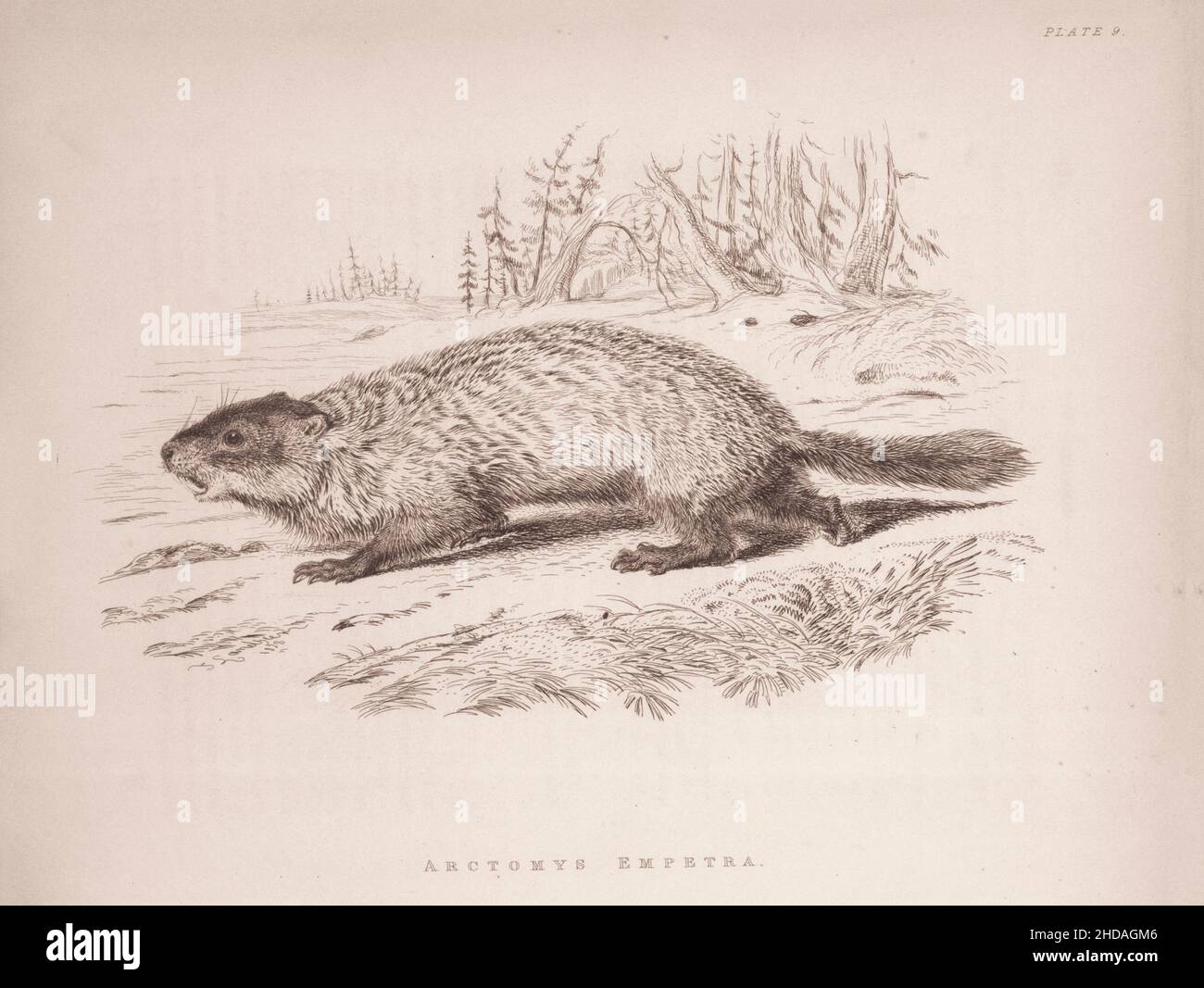Vintage (drawing) etching of The Quebec Marmot. Arctomys empetra. 1829 ...