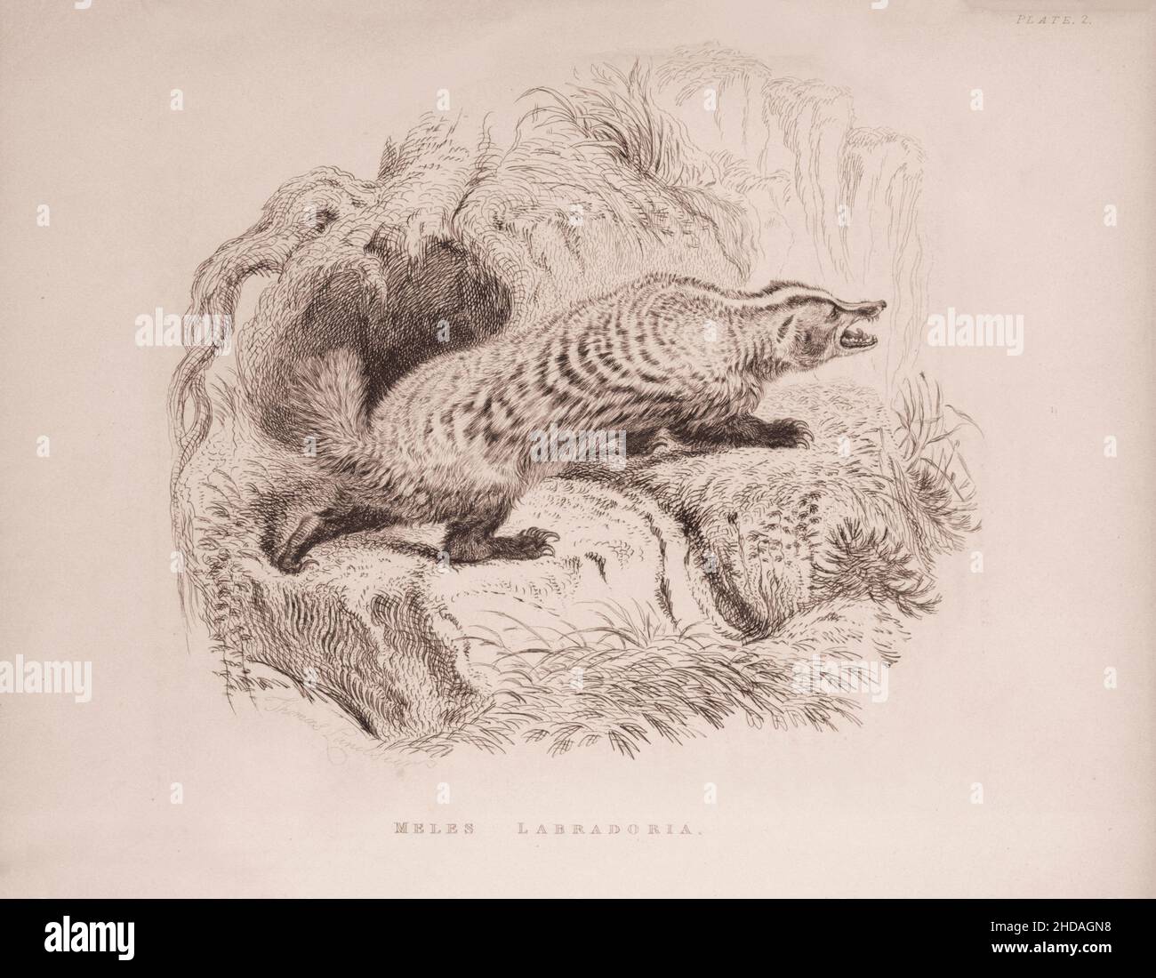 Vintage (drawing) etching of American Badger (Meles Labradoria). 1829 ...