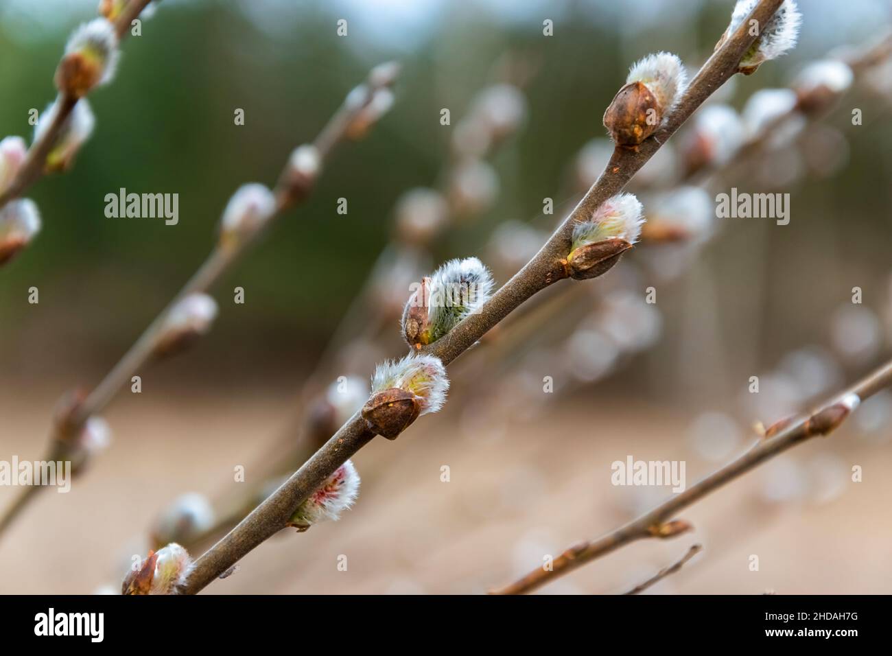 Silver willows hi-res stock photography and images - Alamy