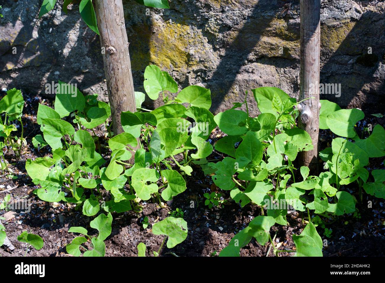 Closeup of broad beans fava beans plants growing with flowers Stock ...
