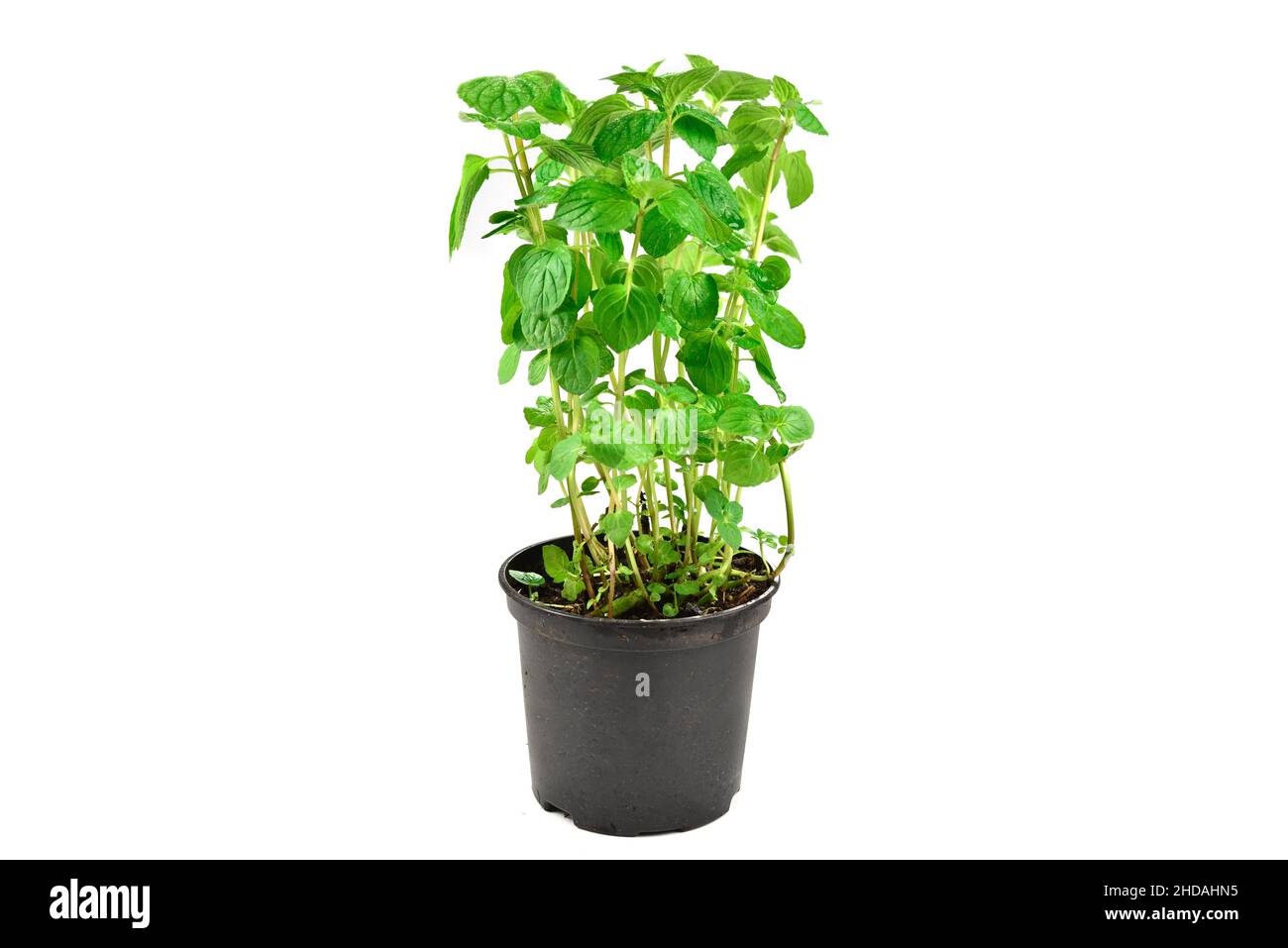 Fresh mint in a pot isolated on white background Stock Photo - Alamy
