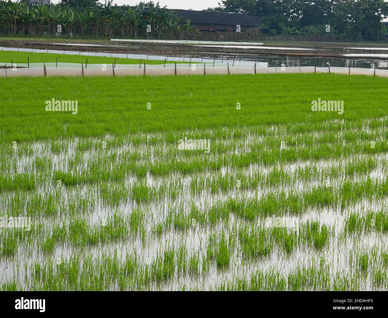 view of rice fields in Indonesia at planting time Stock Photo - Alamy