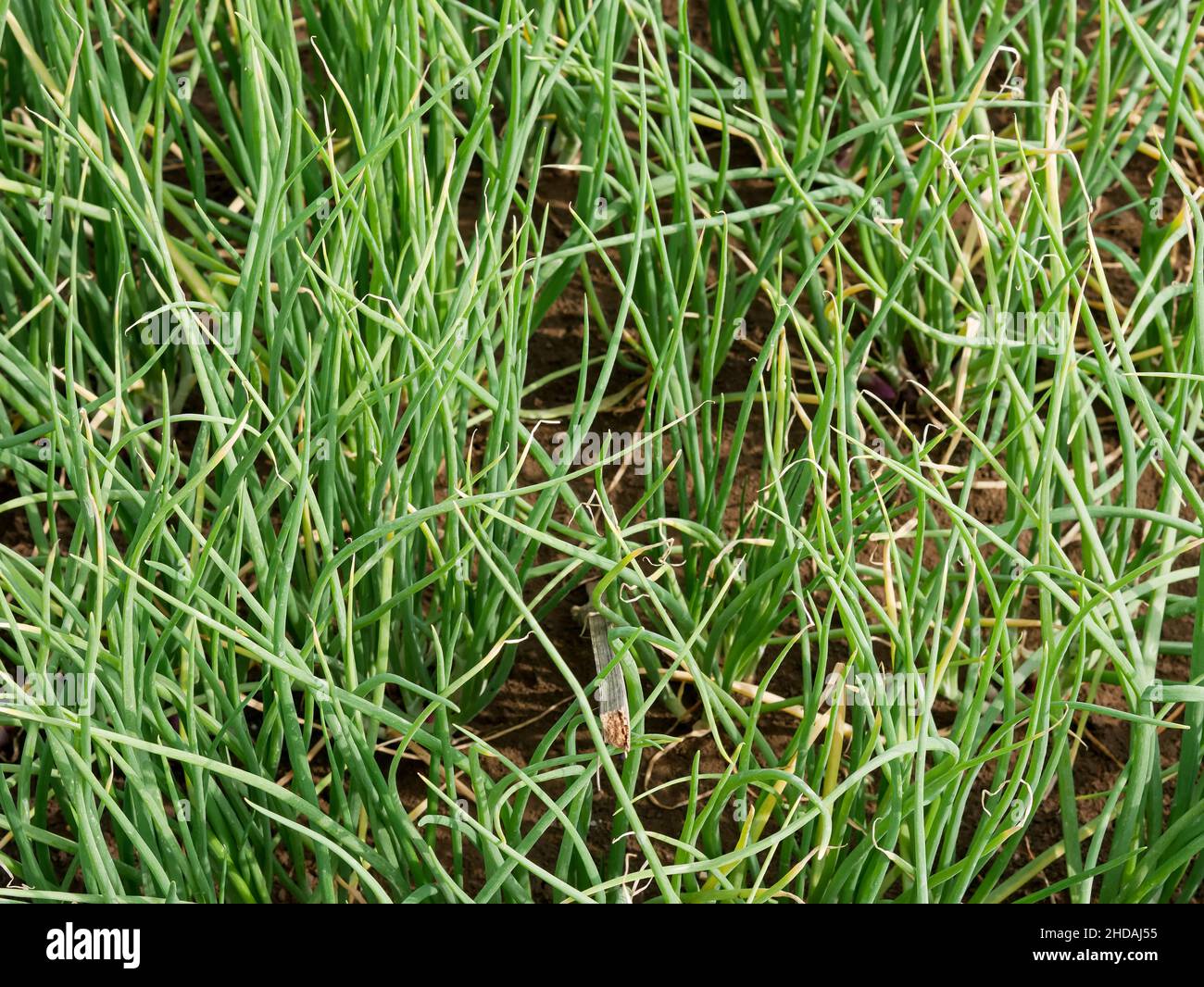 Onion for plant hi-res stock photography and images - Alamy