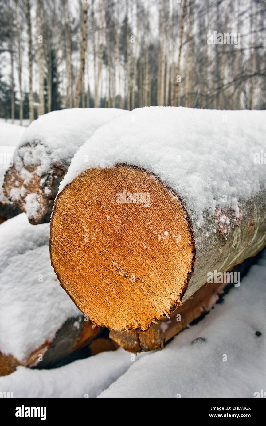 Aspen logs hi-res stock photography and images - Alamy