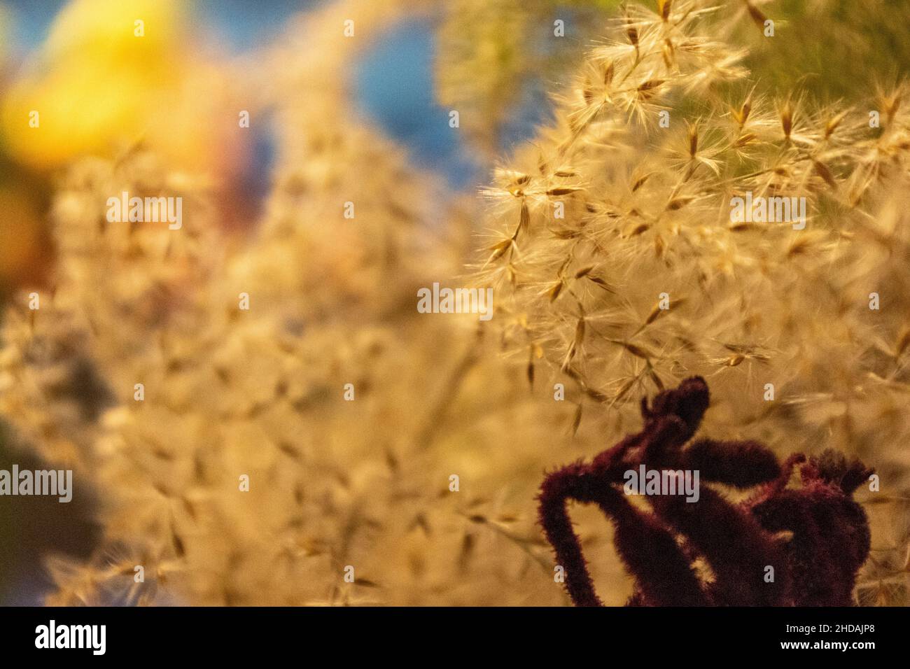 Fall grains hi-res stock photography and images - Alamy