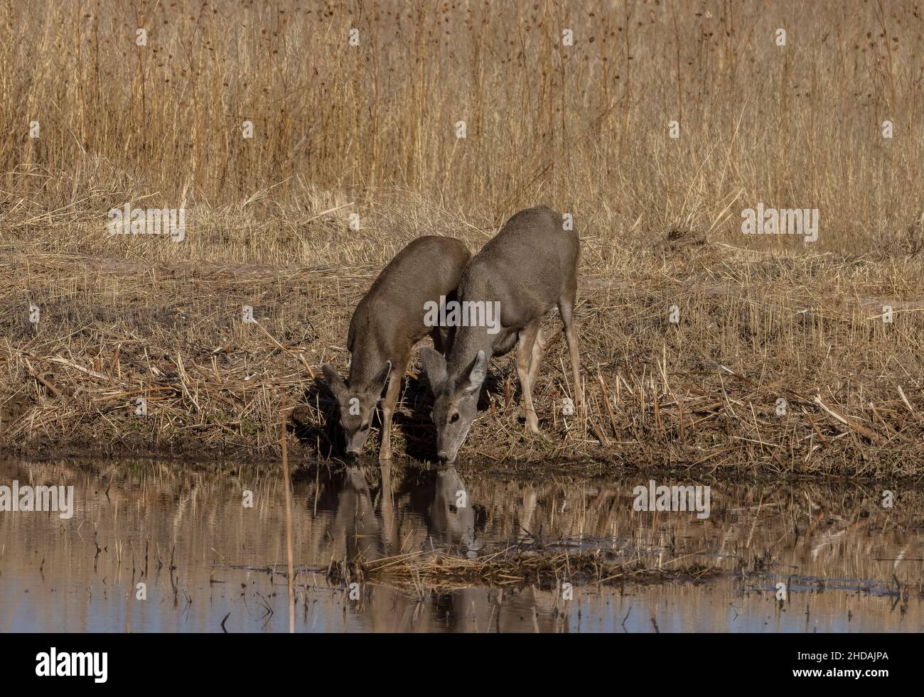 Mule deer, Odocoileus hemionus, going to drink in the early morning ...